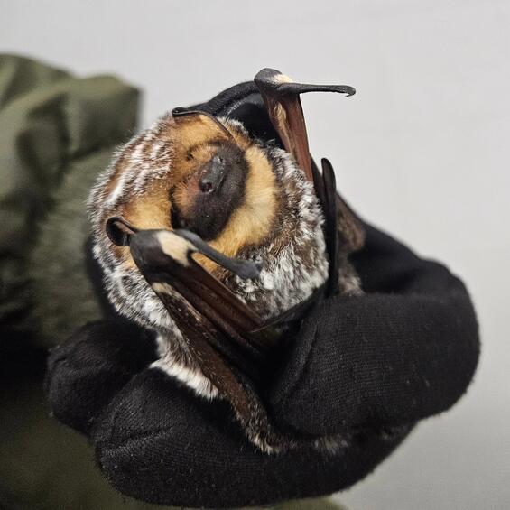 Hoary Bat | Mass.gov